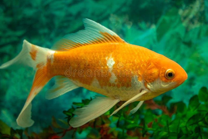 Orange and White Goldfish in the Water Stock Image - Image of orange ...