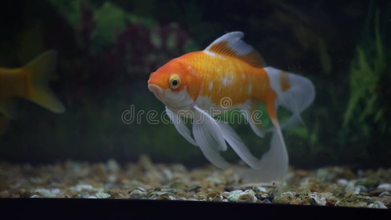 Orange and White Goldfish Yawning in the Water Stock Video - Video of ...
