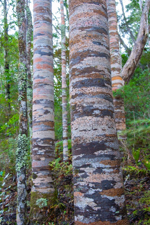 Orange and White Horizontal Stripes on Bark of Native Trees Stock Image ...