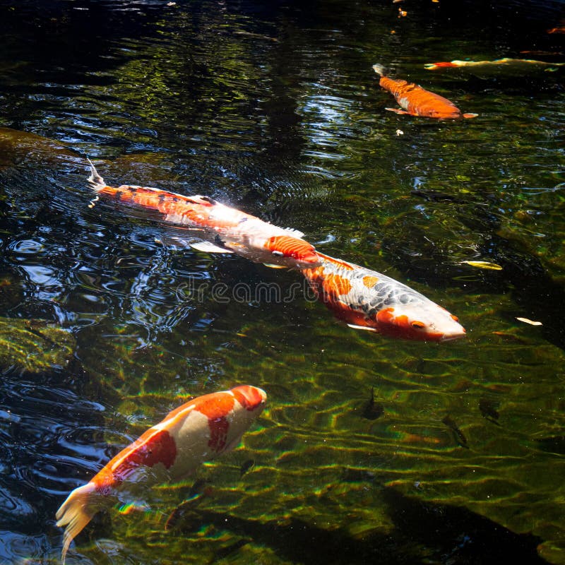Beautiful Expensive Big Red Orange White Koi Fish Swimming in Pond ...