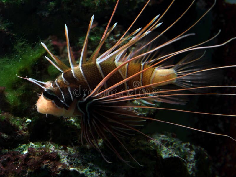 Orange and white Lionfish stock image. Image of oceanic - 35387537