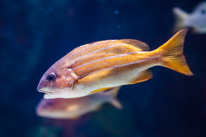 Orange White Striped Snapper Stock Image - Image of beautiful, life ...