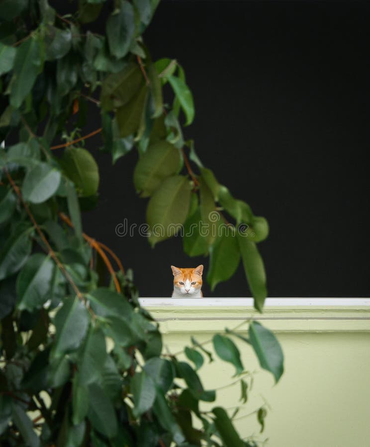 Orange and White Tabby Cat Looking Outside Over Window Ledge. Stock ...