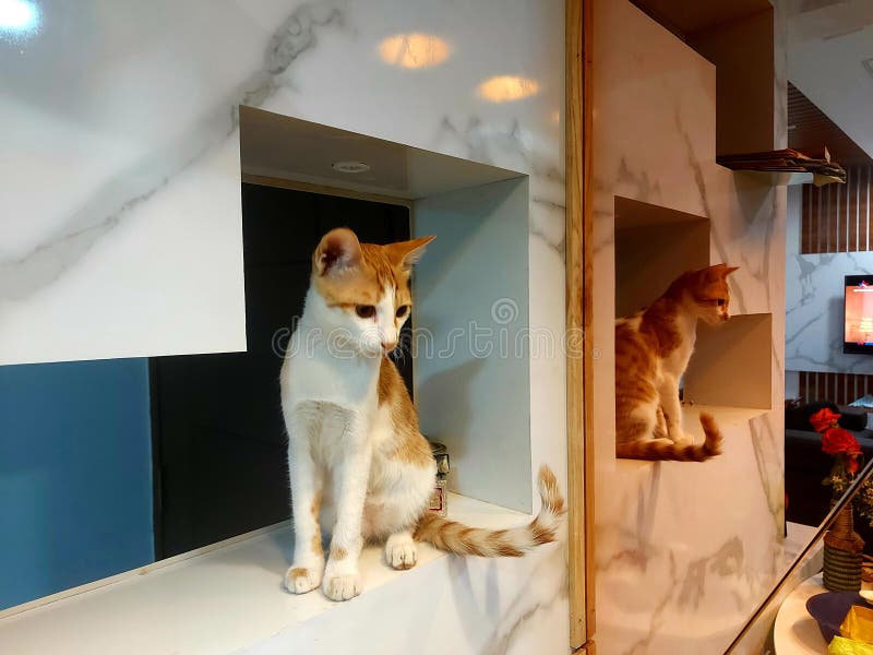 Orange White Textured Cat Seating on the Top Stock Photo - Image of ...