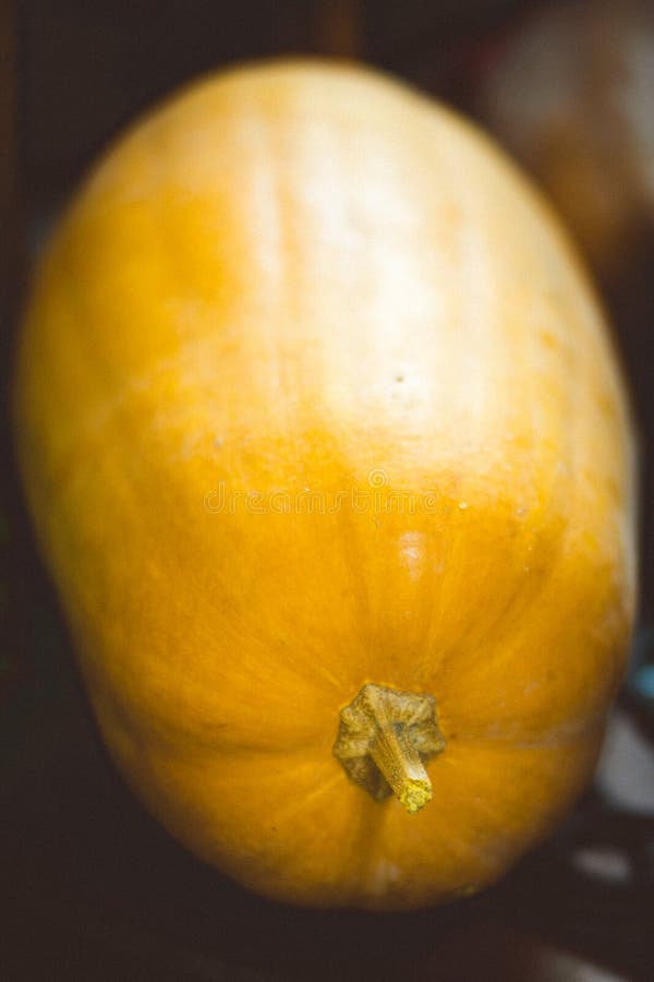 Orange Whole Long Pumpkin Closeup in a Dark Room Stock Image - Image of ...