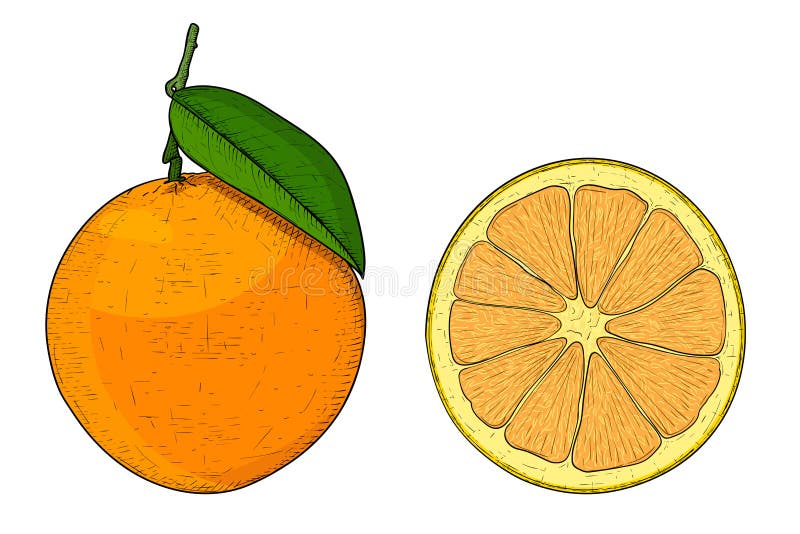 Orange, Whole And Slice. Hand Drawn Colored Sketch Stock Vector ... Orange, Whole And Slice. Hand Drawn Colored Sketch Stock Vector ...