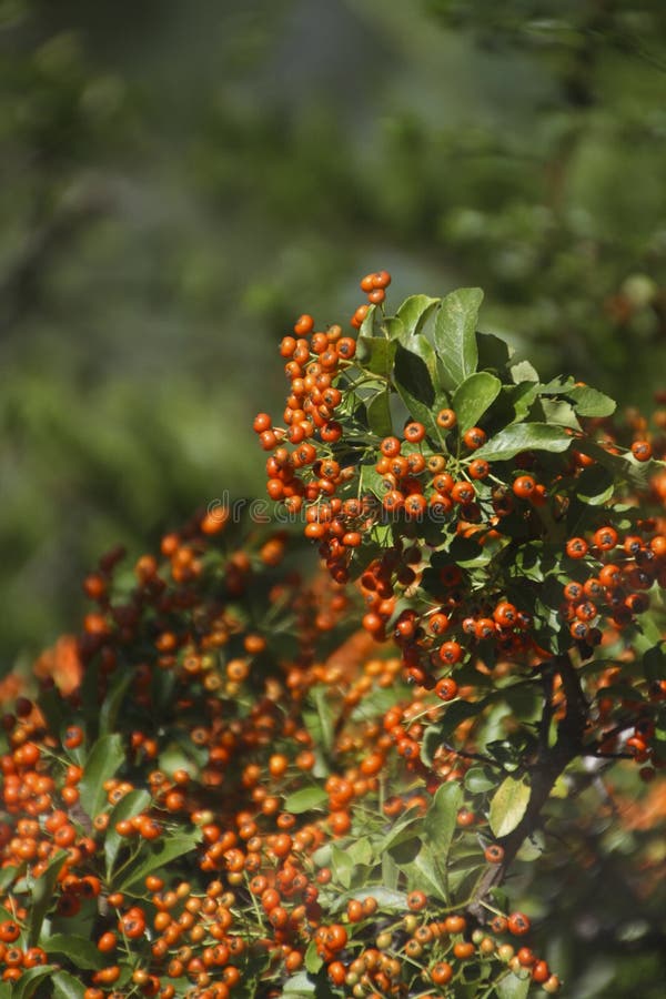 Orange wild berries stock image. Image of colorful, berries - 33798149