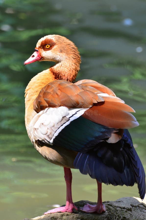Orange wild duck stock photo. Image of feather, aviary - 19641874
