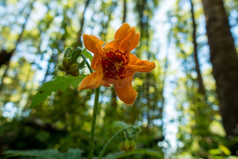 Orange wild flower stock image. Image of forest, garden - 84485405