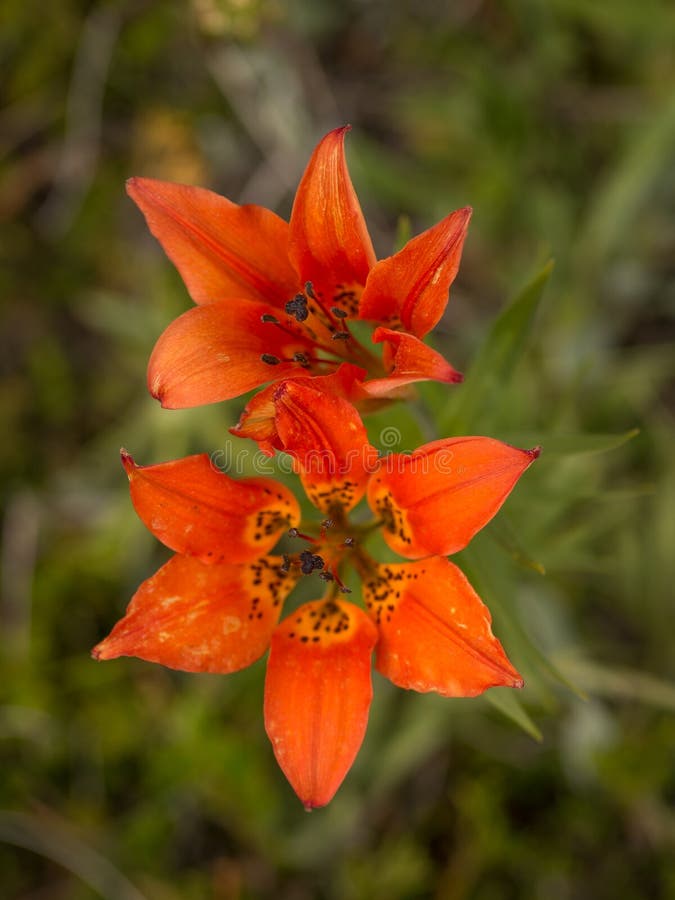 Orange wild lilies stock photo. Image of blossom, blooming - 89273744
