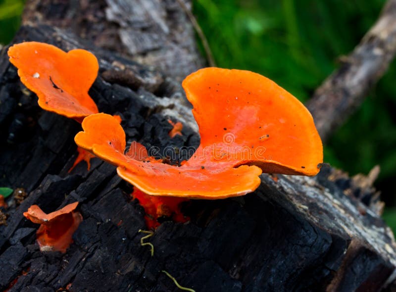 Orange Wild Mushroom Growing on Timber Stock Photo - Image of wild ...