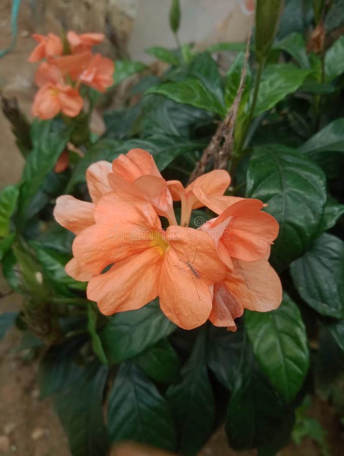 Orange wilted flower stock photo. Image of garden, plant - 254360748