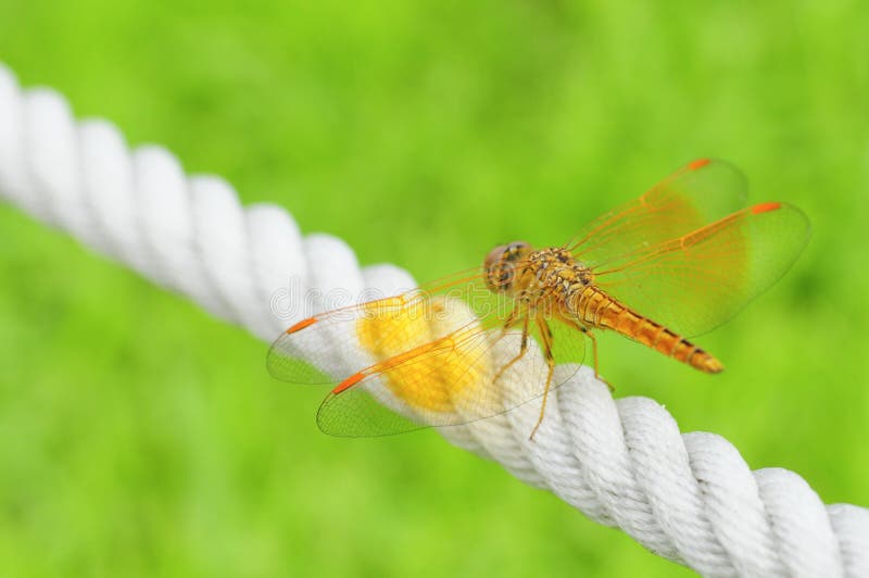 Orange wing of dragonfly stock photo. Image of field - 18689774