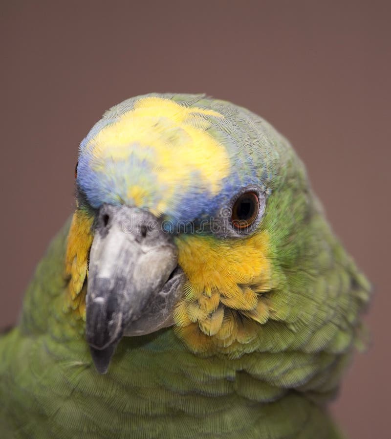 Orange winged amazon stock photo. Image of parrot, canon - 17777030