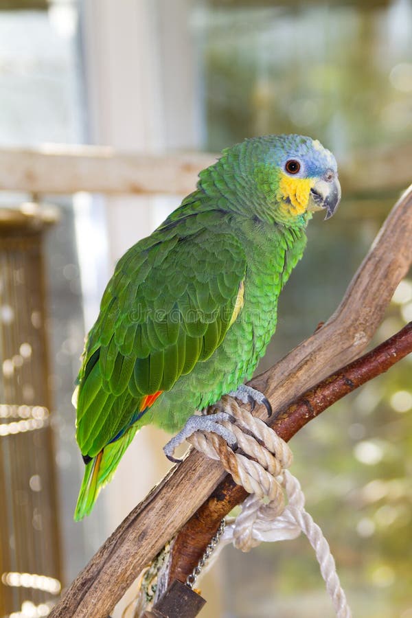 Green Amazon Parrot stock photo. Image of metro, animal - 35805120