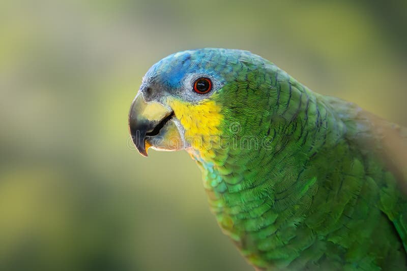 Orange-winged Amazon Parrot Stock Photo - Image of brazilian, orange ...