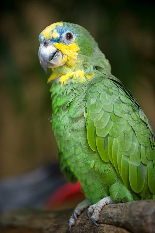 Orange Winged Amazon Parrot Amazona Amazonica Stock Photo - Image of ...