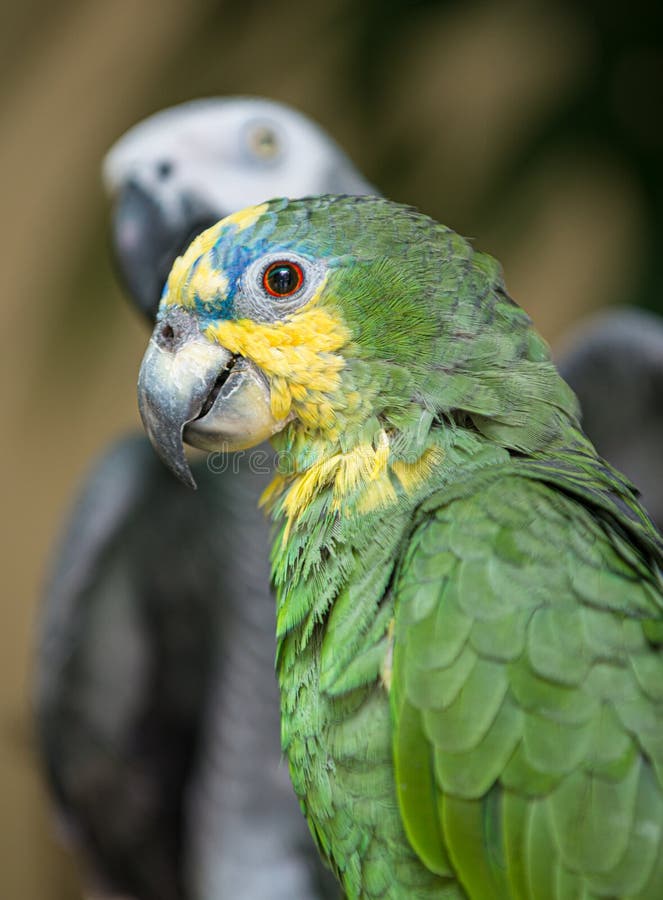 Orange Winged Amazon Parrot Amazona Amazonica Stock Image - Image of ...
