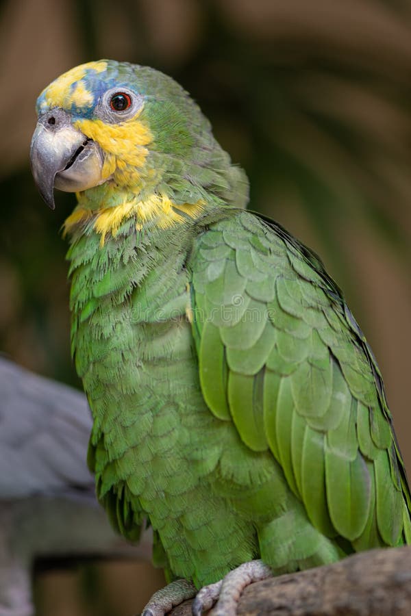 Orange Winged Amazon Parrot Amazona Amazonica Stock Image - Image of ...
