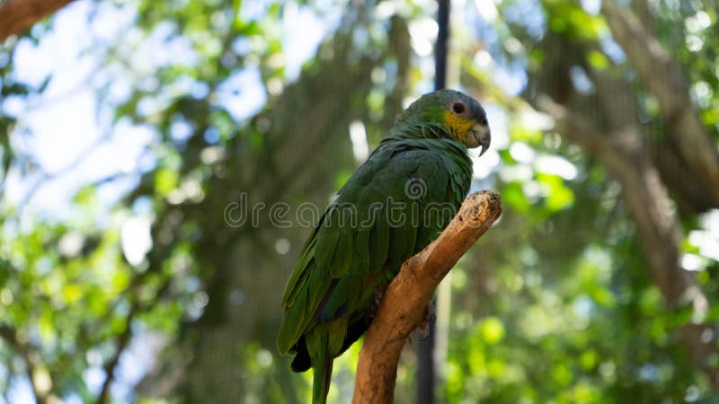 Orange Winged Amazon Parrot (Amazona Amazonica) Sitting on a Branch ...
