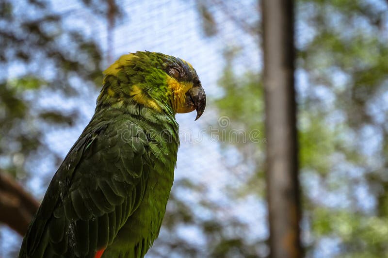 Orange-Winged Amazon Parrot Amazona Amazonica Sleeping Stock Image ...