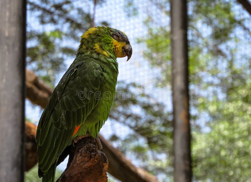 Orange-Winged Amazon Parrot Amazona Amazonica Sleeping Stock Image ...