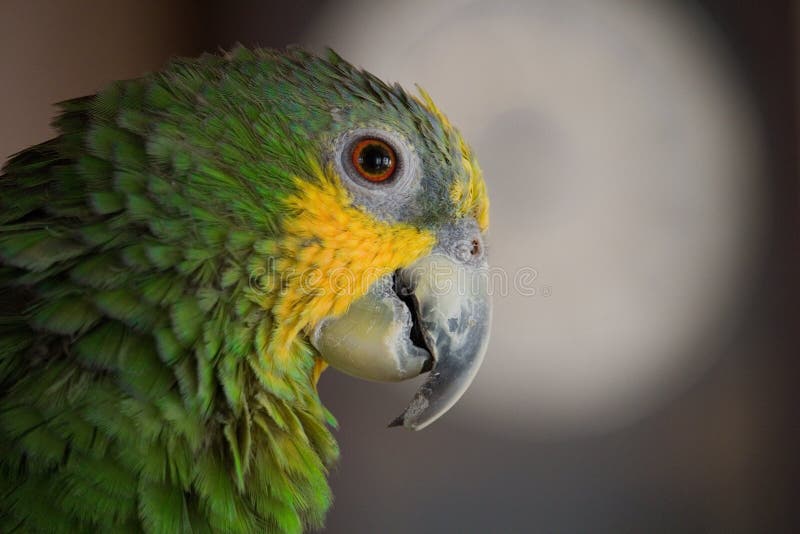 Orange Winged Amazon Parrot Face View Stock Photo - Image of face ...