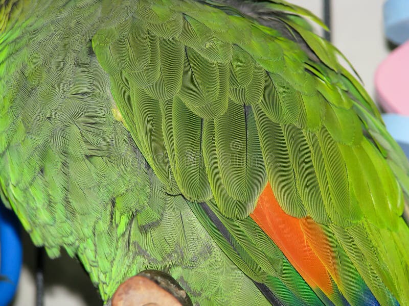 Orange-winged Amazon Parrot Green and Orange Wing Feathers. Stock Photo ...