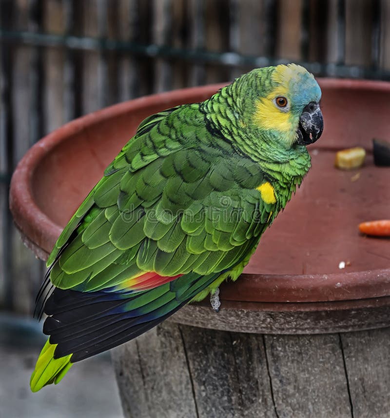 Orange-winged Amazon Parrot 2 Stock Image - Image of ornithology ...