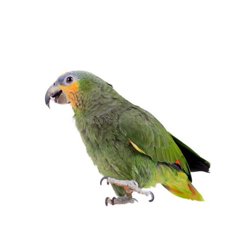 Orange-winged Amazon on White Background Stock Photo - Image of amazon ...