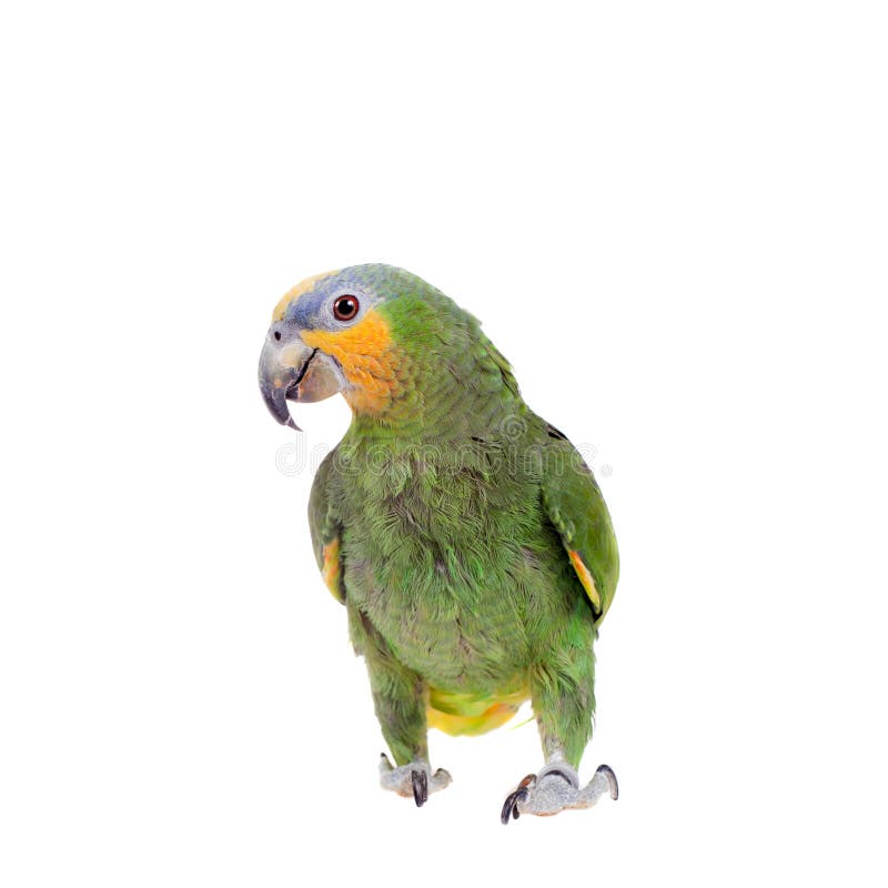 Orange-winged Amazon on Hand of a White Background Stock Photo - Image ...