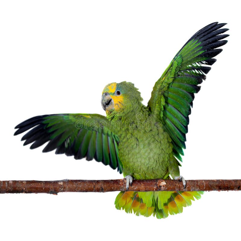 Orange-winged Amazon on Hand of a White Background Stock Photo - Image ...