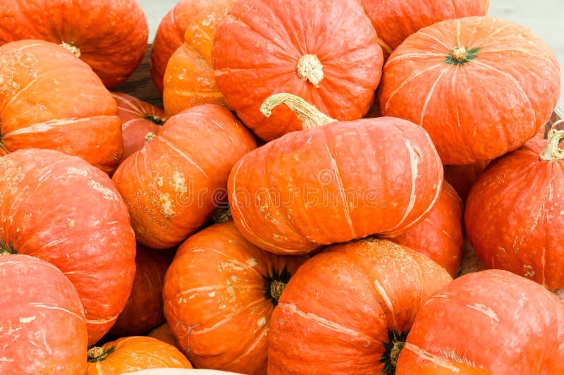 Orange Winter Squash at the Market Stock Photo - Image of crop, farmers ...