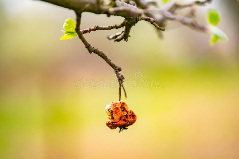 225 Shriveled Apple Stock Photos - Free & Royalty-Free Stock Photos ...