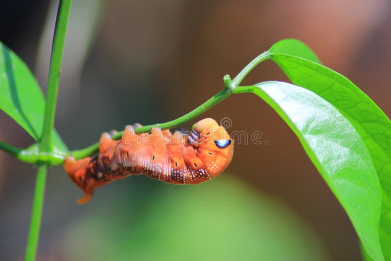 Orange Worm stock image. Image of outdoors, insects, king - 45033855