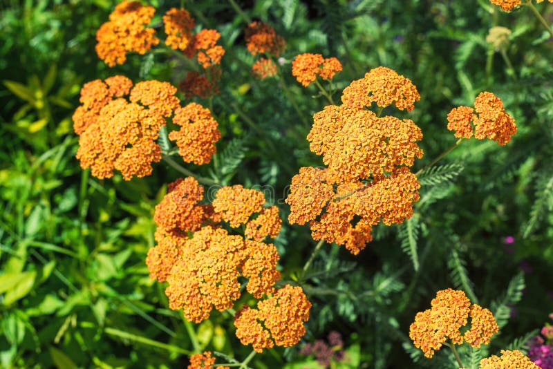 Orange Yarrow Flowers in the Garden, Achillea. Stock Image - Image of ...