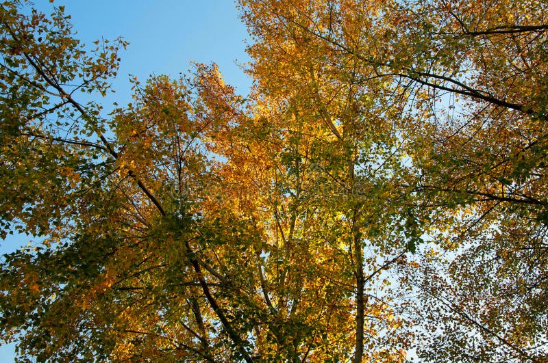 Orange and Yellow Autumn Leaves of a Tree on a Background of Blue Sky ...