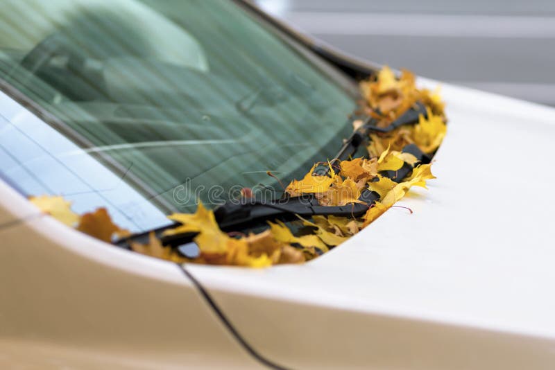 Orange and Yellow Autumn Maple Leaves on Windshield of Car. Leaf Fall ...