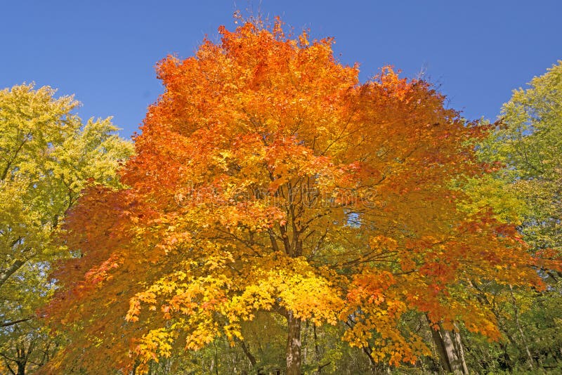 Orange and Yellow on an Autumn Tree Stock Photo - Image of orange ...