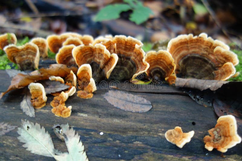 Orange and Yellow Bracket Fungus Stock Photo - Image of orange, bracket ...