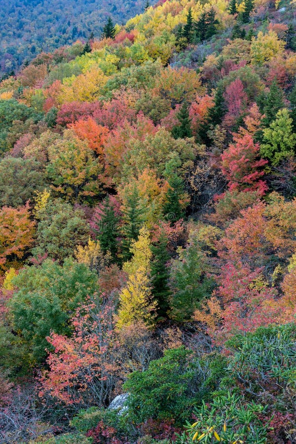 Orange and Yellow Creeps into the Forest Vertical Stock Image - Image ...