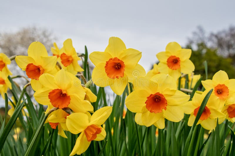 Orange and Yellow Daffodil Flowers Stock Photo - Image of bloom, white ...