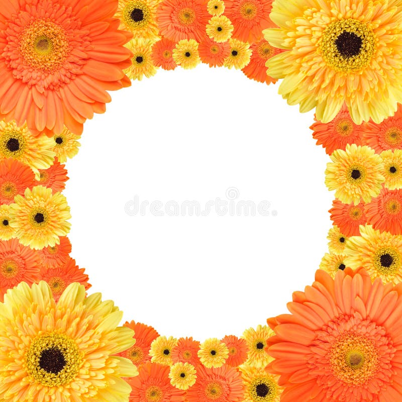 Orange and Yellow Daisy Circular Frame Stock Image - Image of gerber ...