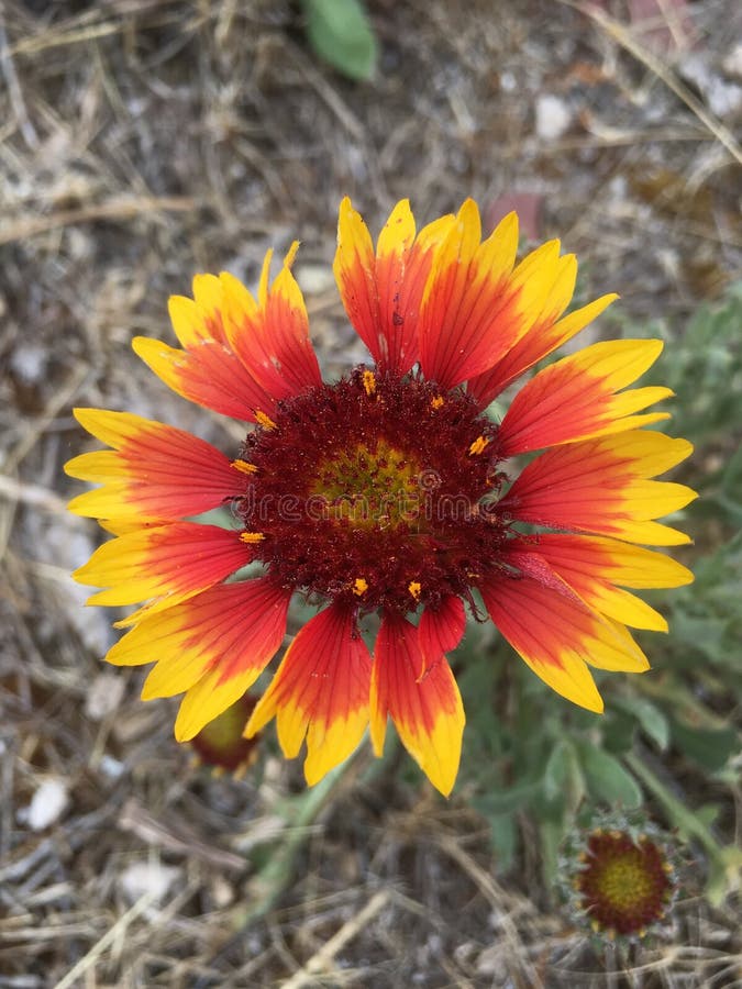 Multiple Colored Wildflower Stock Image - Image of darker, wildflower ...