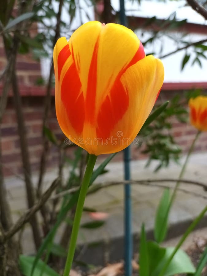 Orange and Yellow Dutch Grown Tulip Stock Photo - Image of dutch, tulip ...