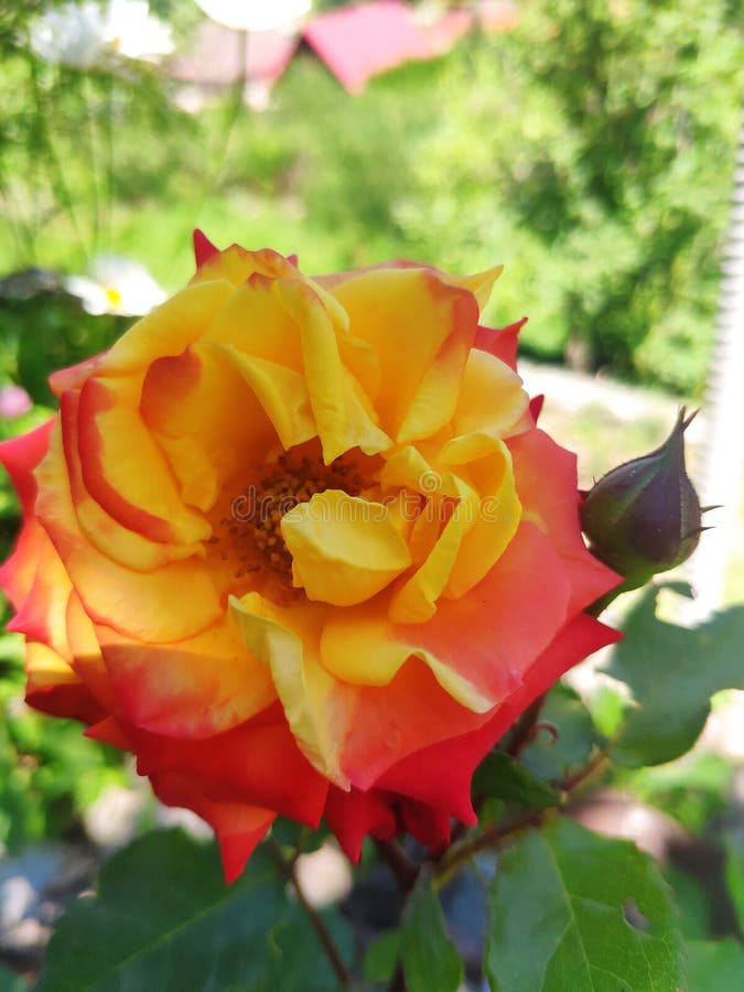 Orange Yellow Floribunda Rose Stock Image - Image of rose, suumer ...