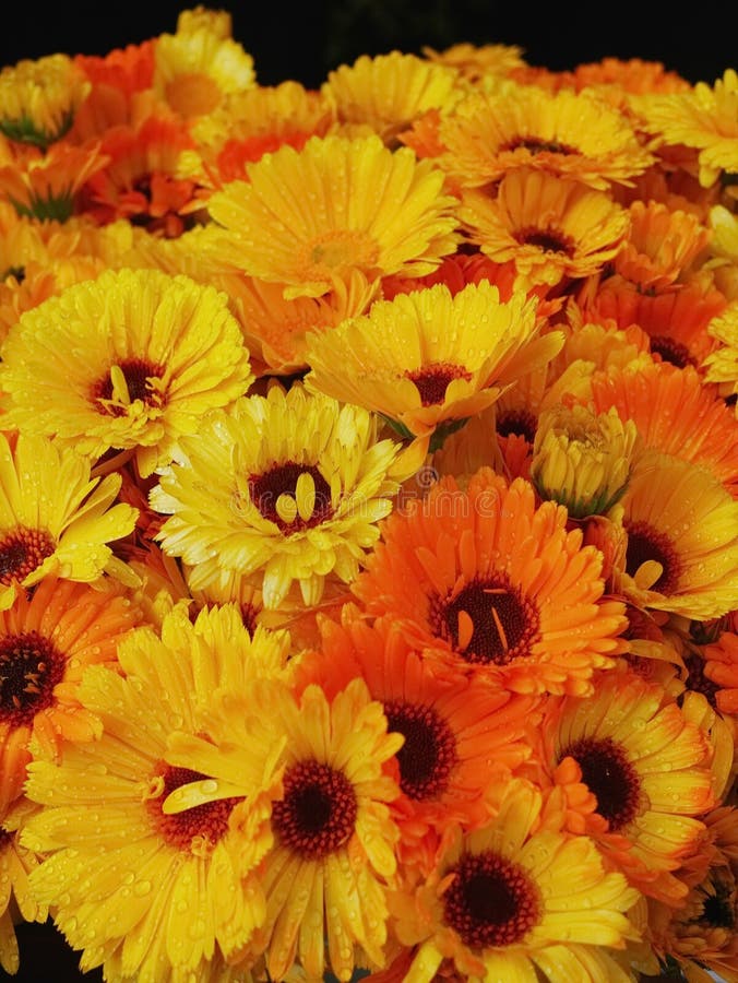 Orange and yellow flowers stock photo. Image of flower - 42337854