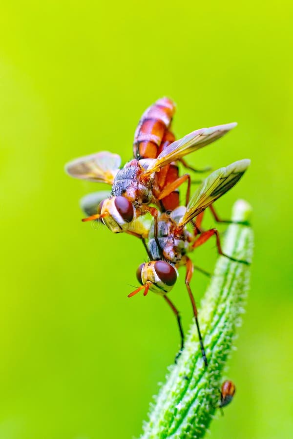 2 Orange And Yellow Flying Insects On Green Leaf Picture. Image: 83076443