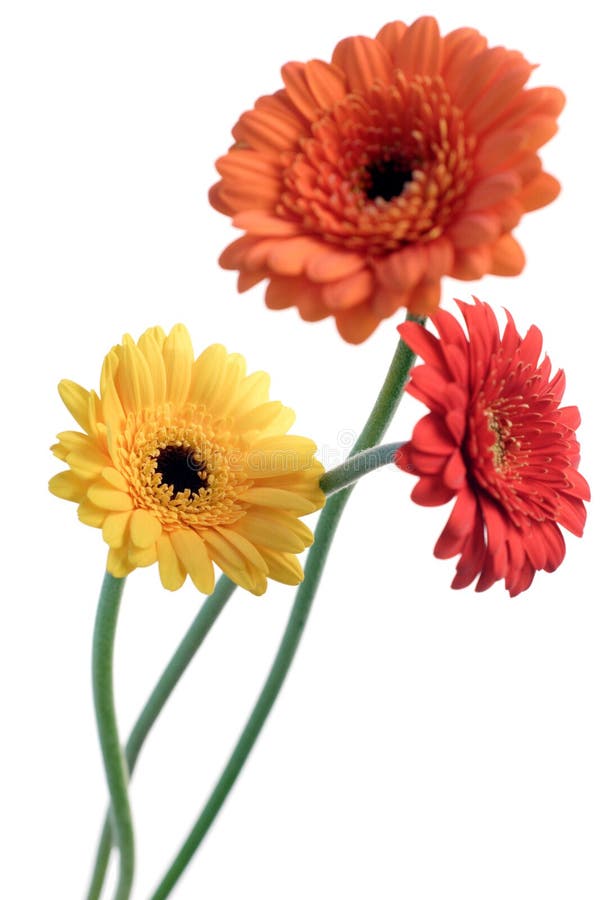 Underside of Orange Gerber Daisy Focus on Sepal Stock Photo - Image of ...