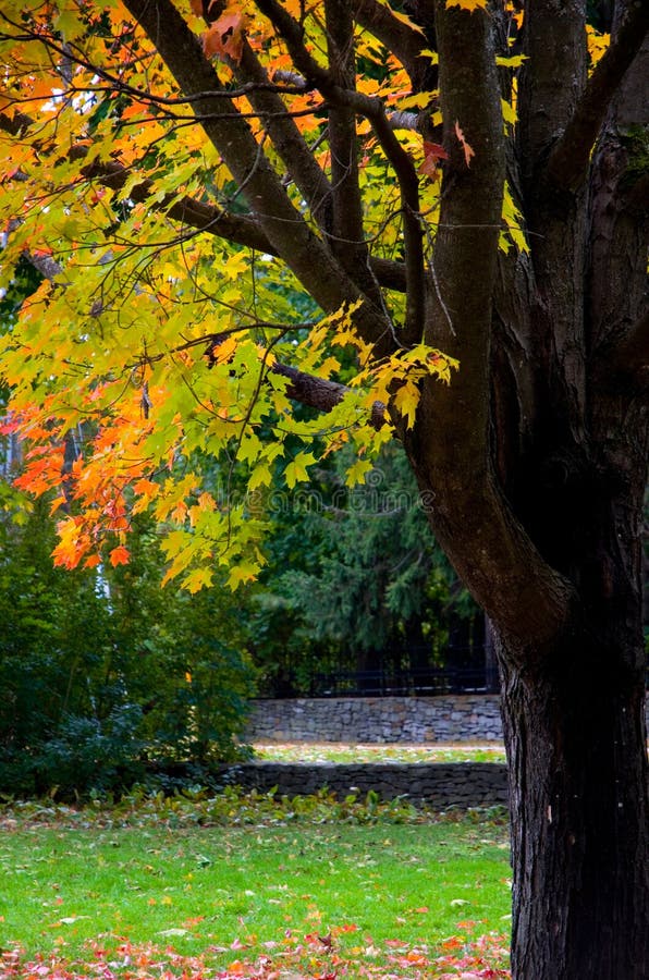 Orange, Yellow and Green Maple Tree in Autumn Stock Image - Image of ...